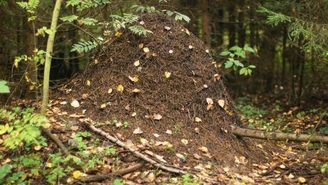 Blog | H.T. Treadway, Inc. Pest Control